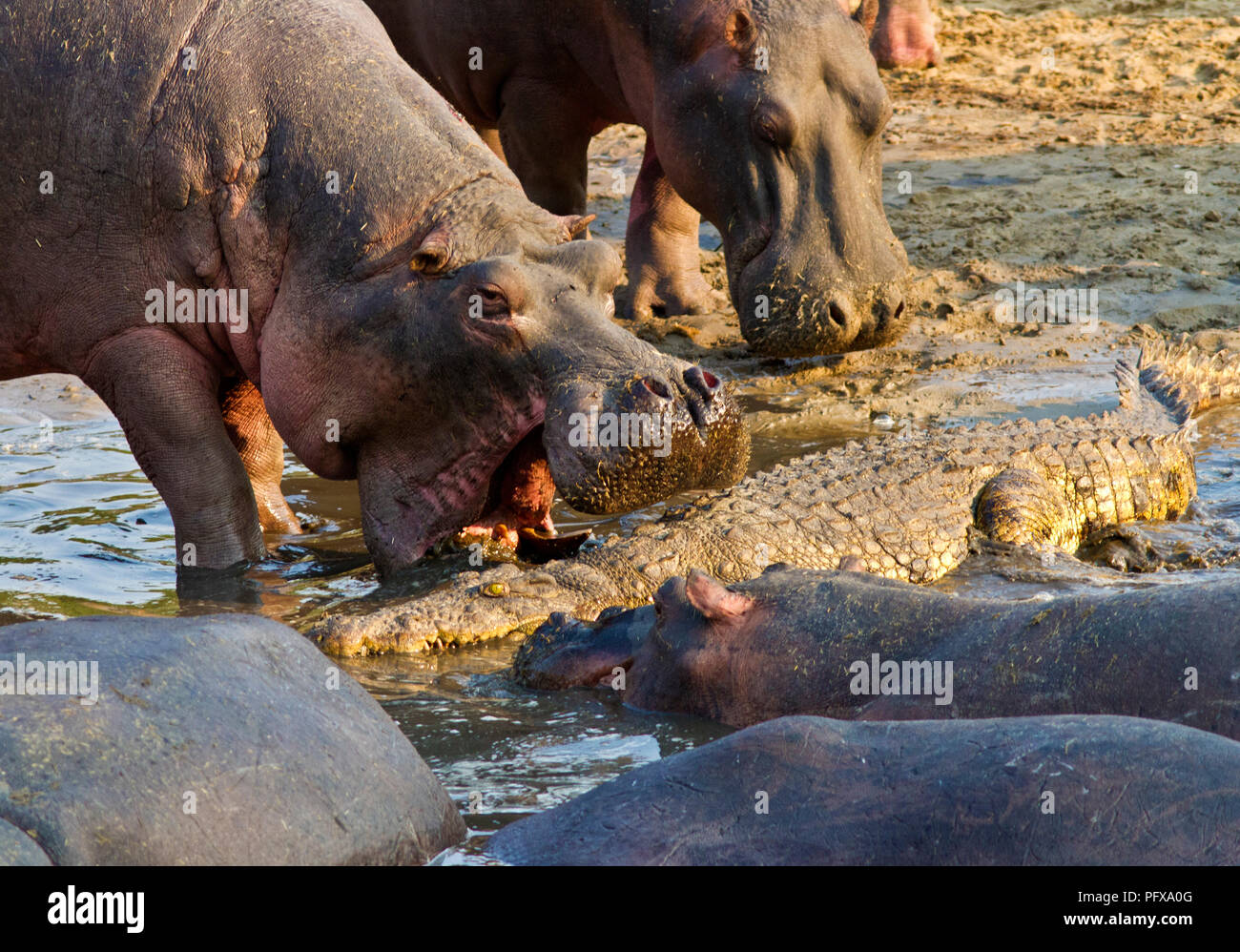 Crocodile and hippo crocodylus niloticus hi-res stock photography and ...