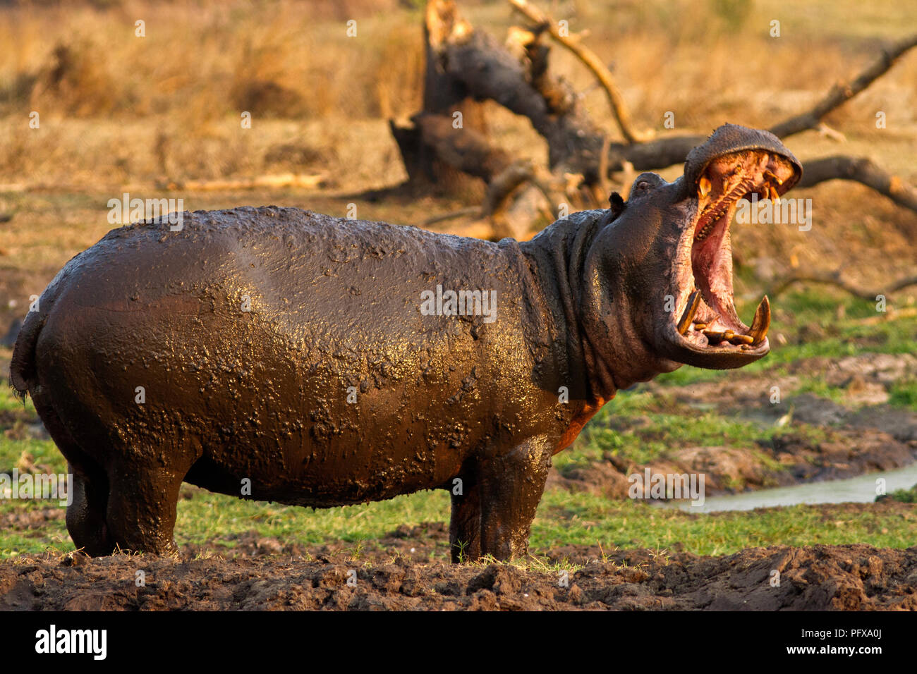 Hippo threat display hi-res stock photography and images - Alamy