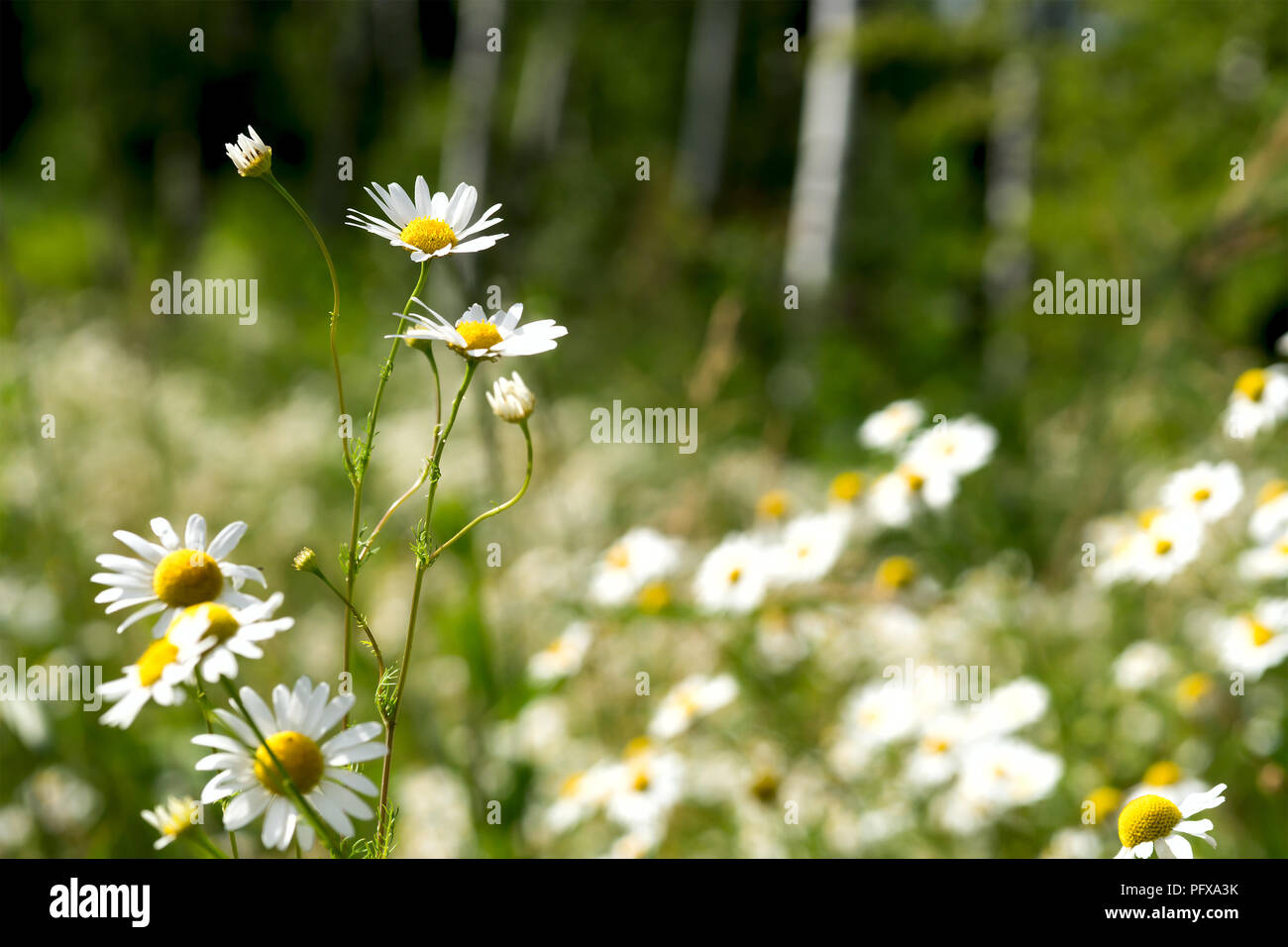 a lot of white field chamomile, Russian birch, sunny summer day Stock ...