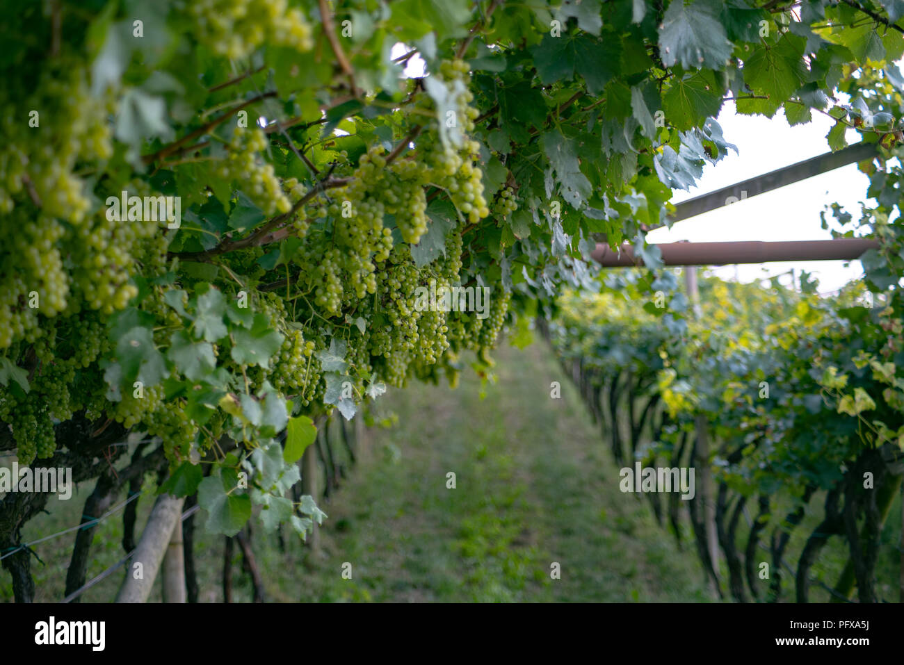 Grape season hi-res stock photography and images - Alamy