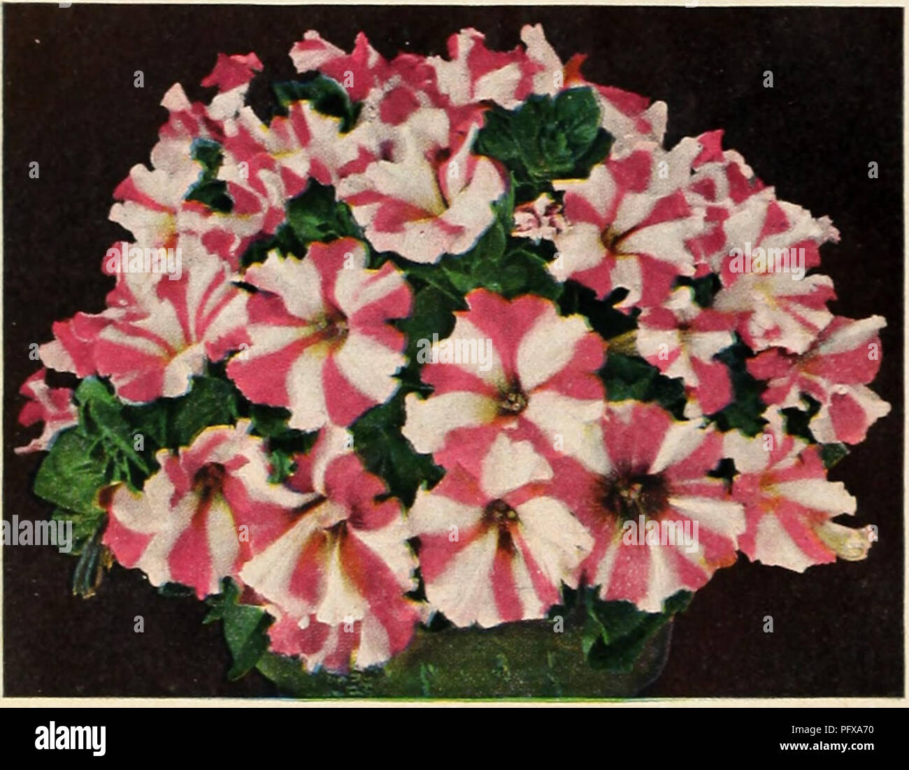 . Currie's garden annual. Flowers Seeds Catalogs; Bulbs (Plants) Seeds ...