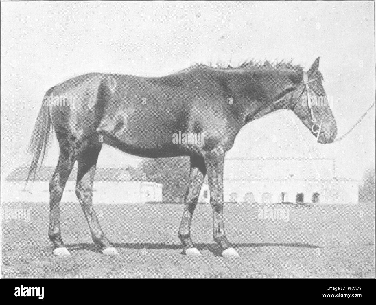 This treatise on horse conformation and movements explores different ...