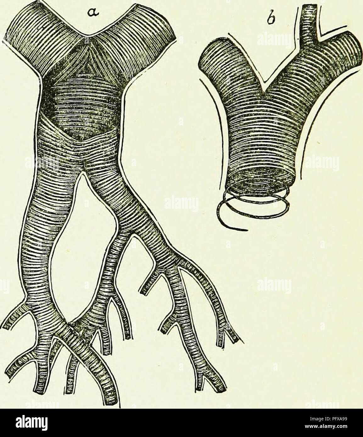 This manual provides comprehensive guidance on bee culture in the southern hemisphere ...
