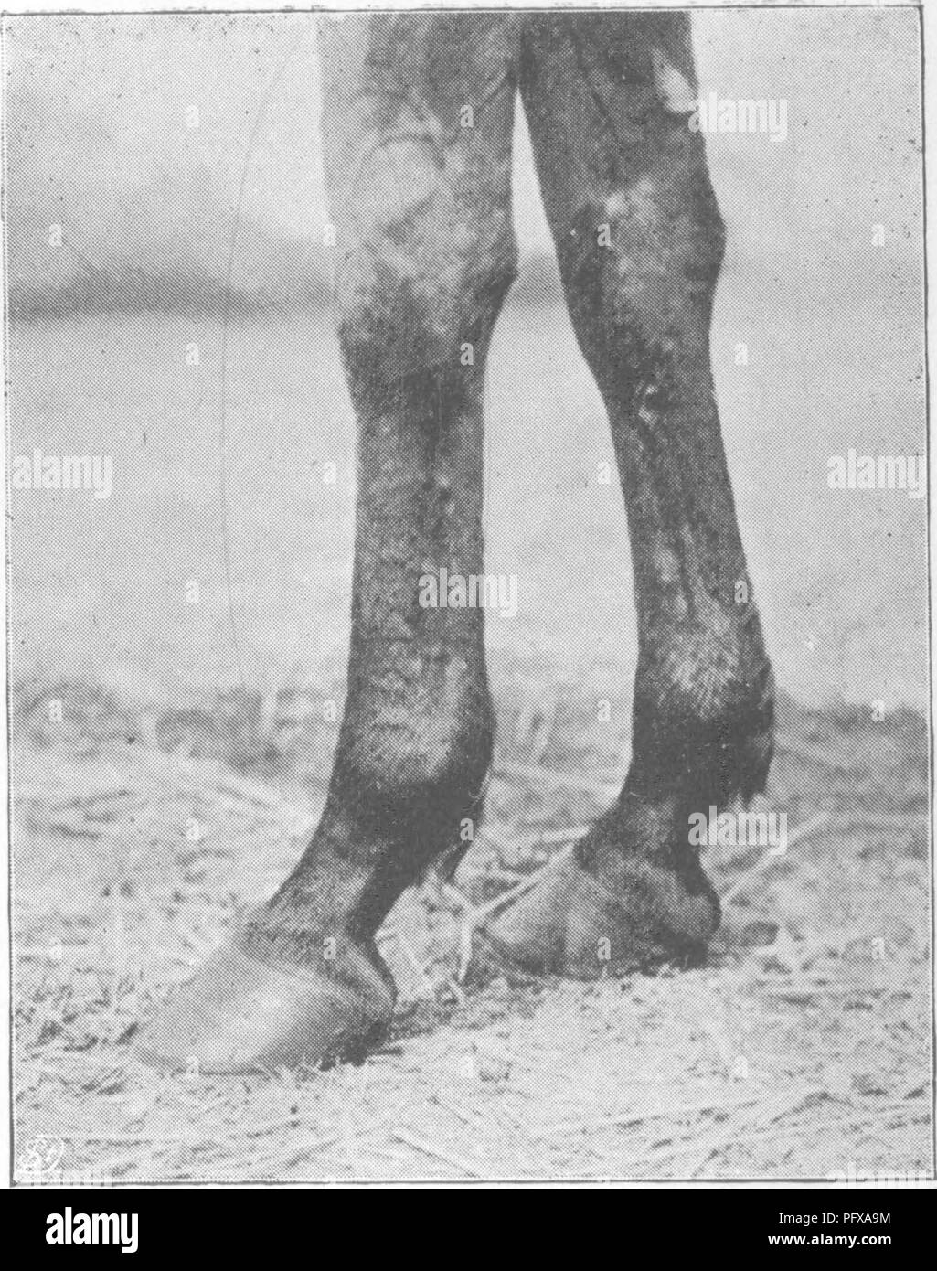 This treatise on the conformation and movements of horses explores ...