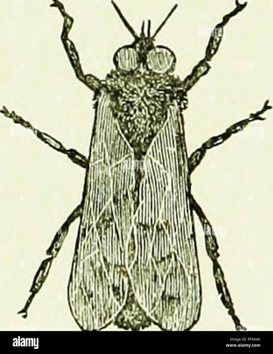 . The illustrated Australasian bee manual and complete guide to modern ...