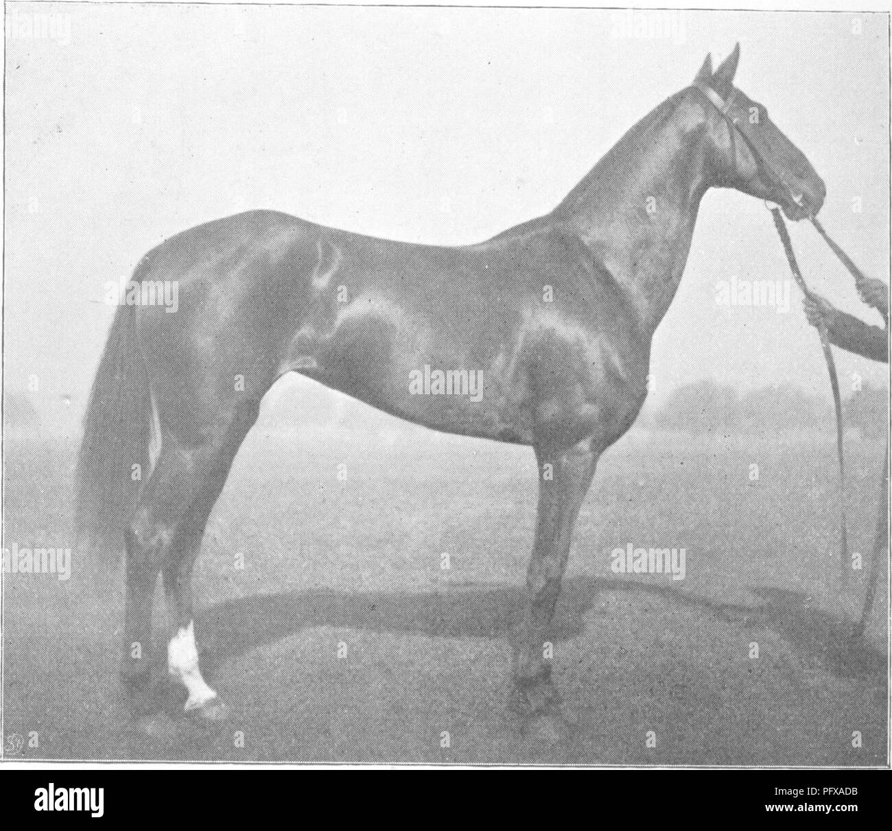 This work explores the conformation, movements, and evolution of horses ...