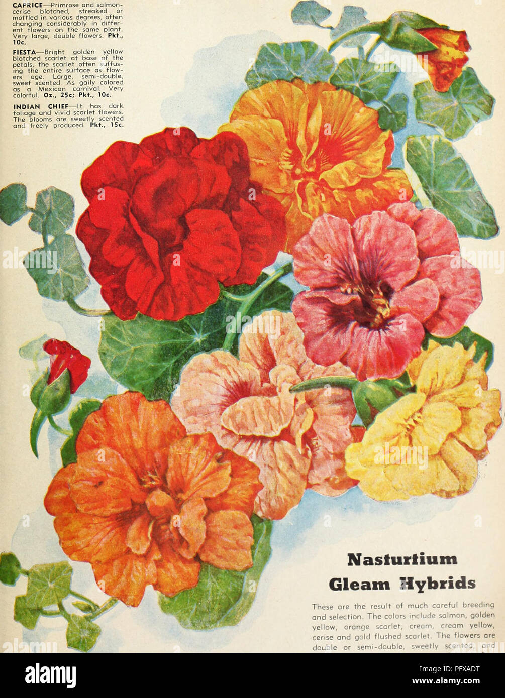 This gardening catalog highlights a variety of ornamental plants ...
