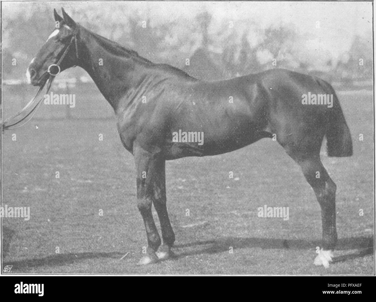 This treatise explores horse conformation, movement patterns, and the ...
