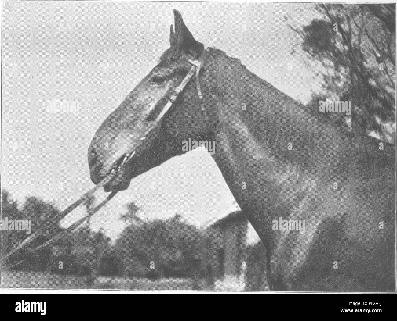 What Were Roman Horses Breeds