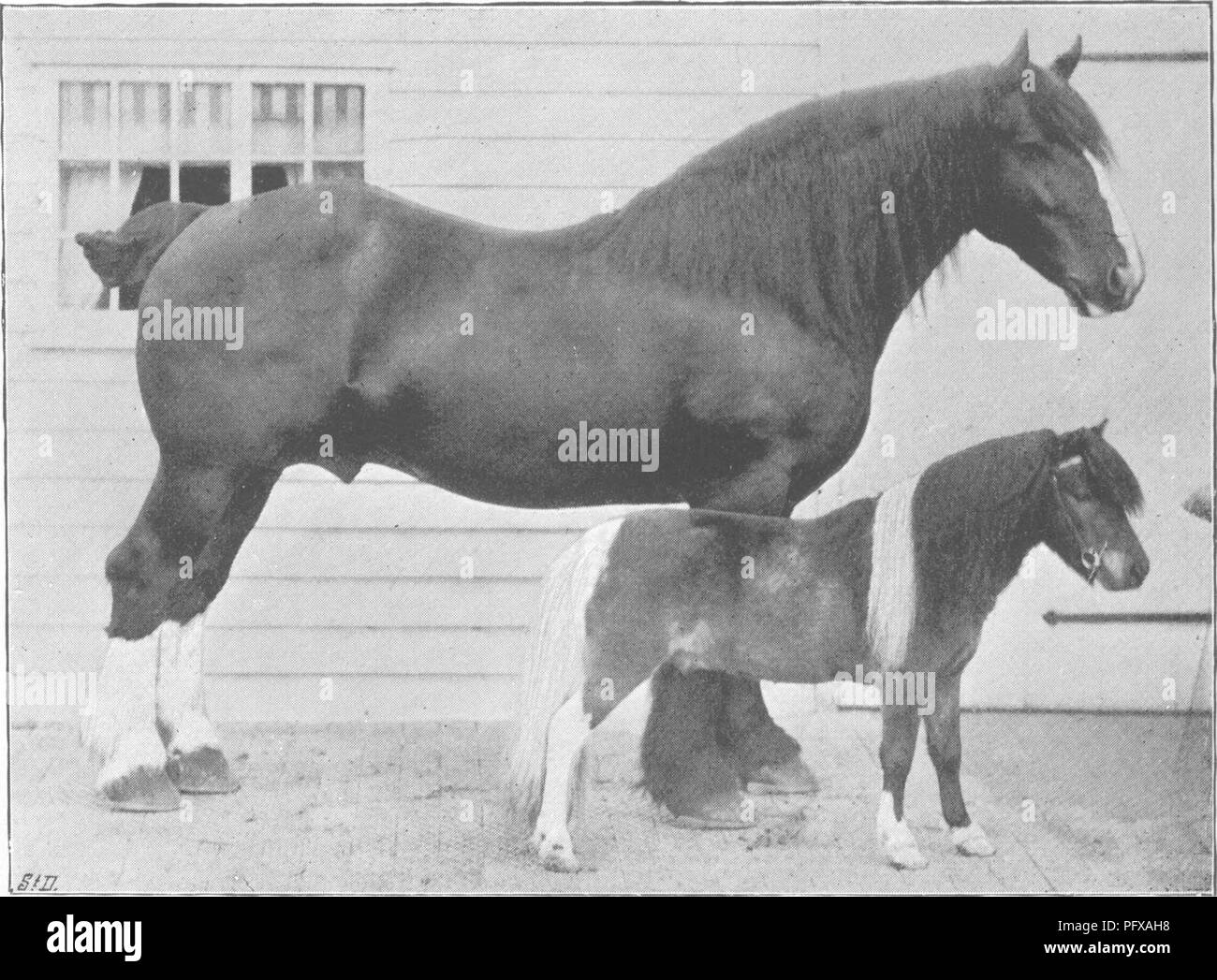 This treatise explores the physical conformation, movement patterns ...