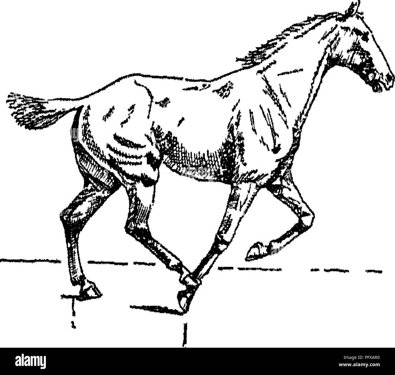 This treatise discusses the conformation, movements, breeds, and ...