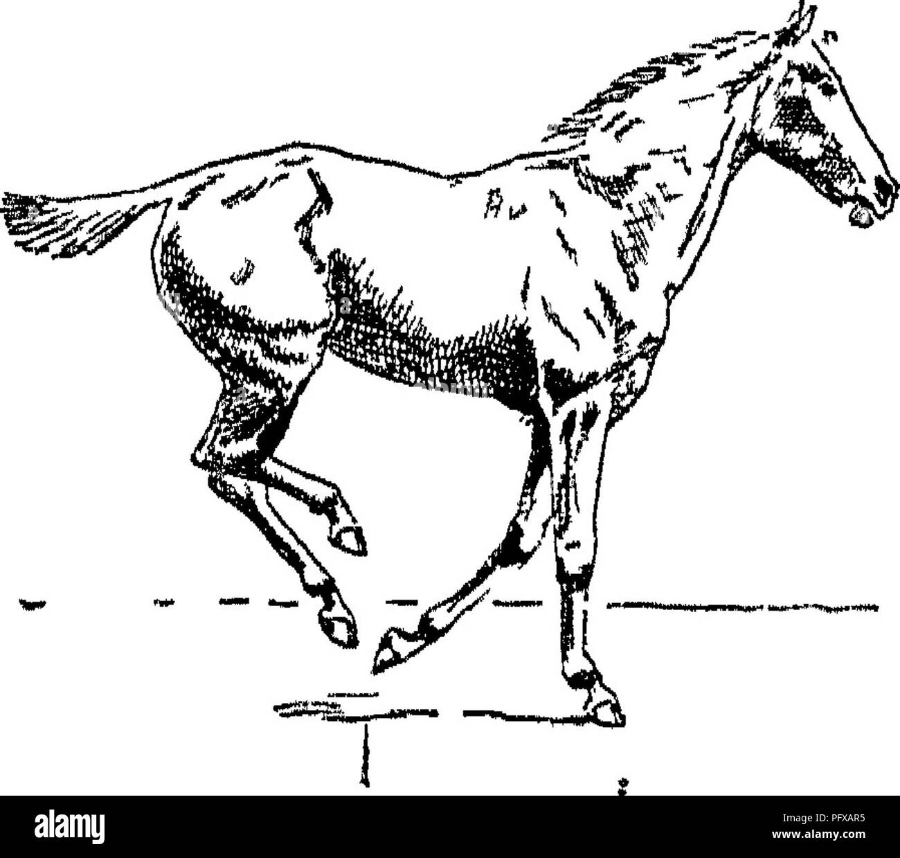 This work focuses on the anatomical features, movements, and ...