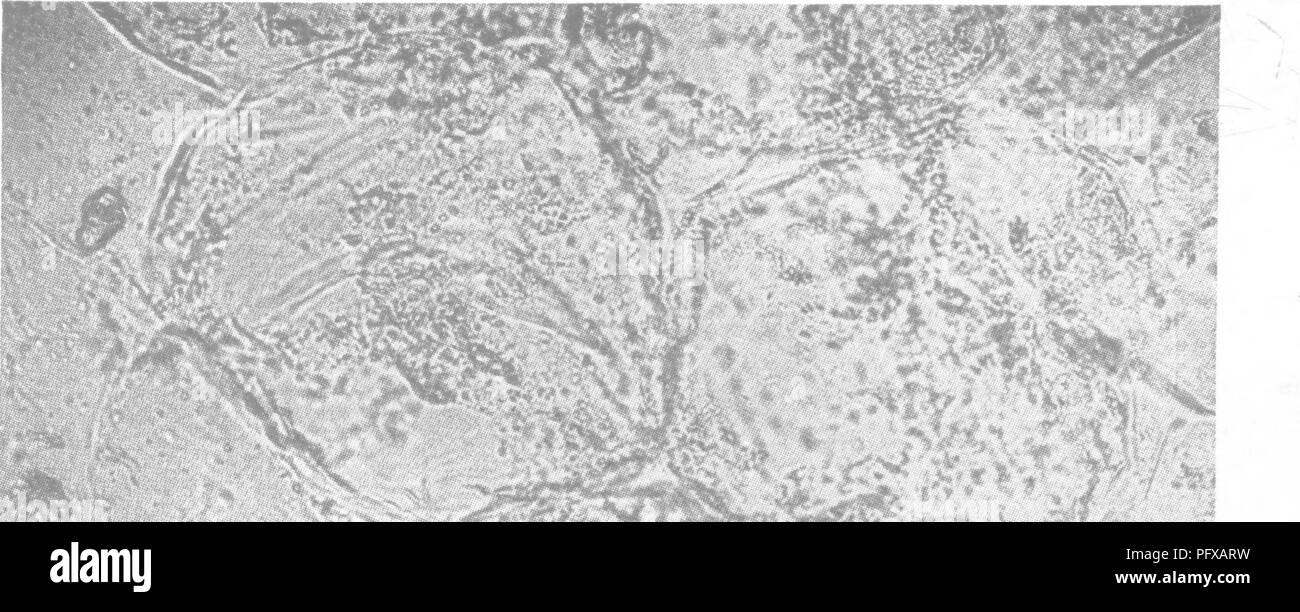 This work explores the role of bacteria and fungi in food, focusing on ...