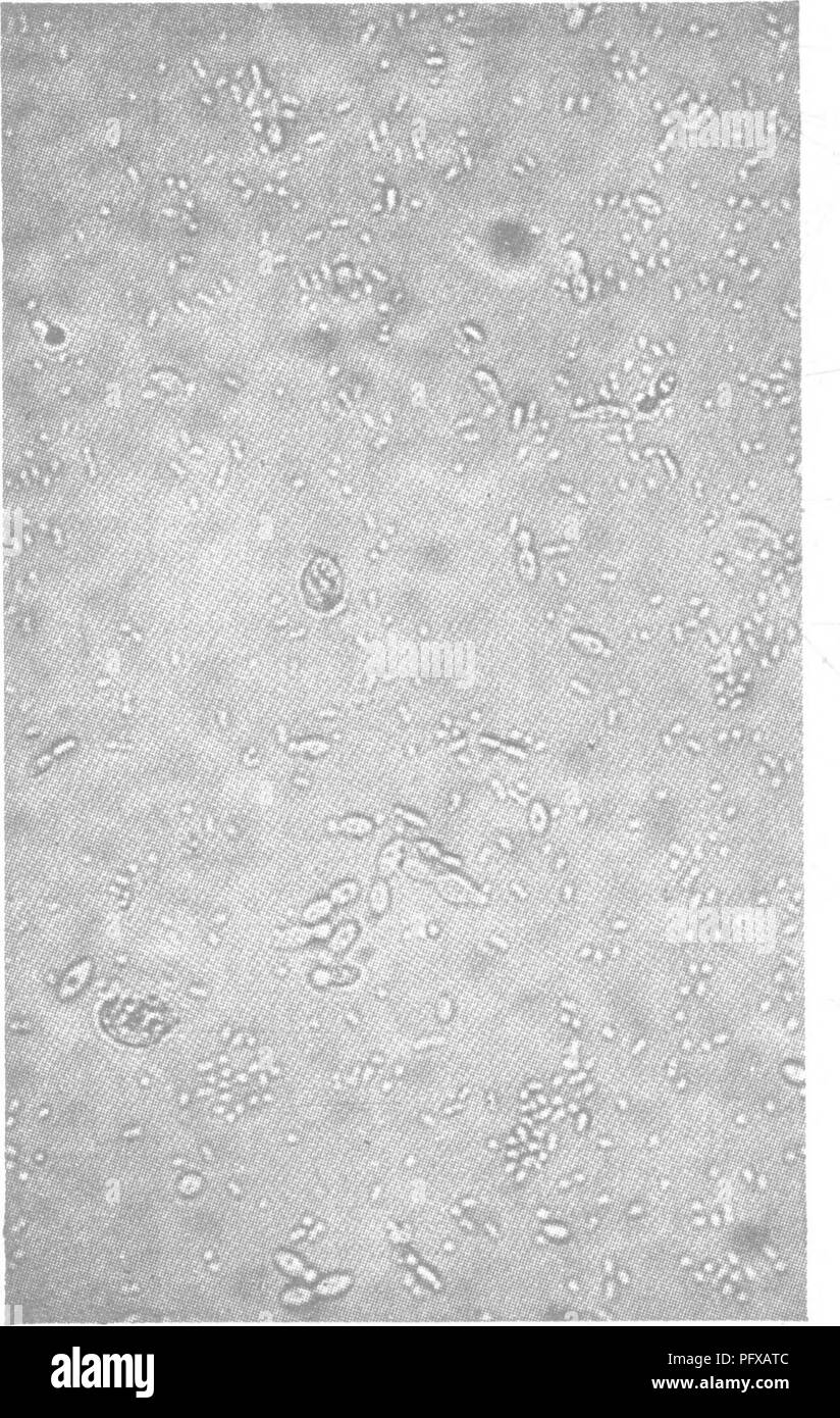 This study on bacteriology and mycology of foods explores the effects ...