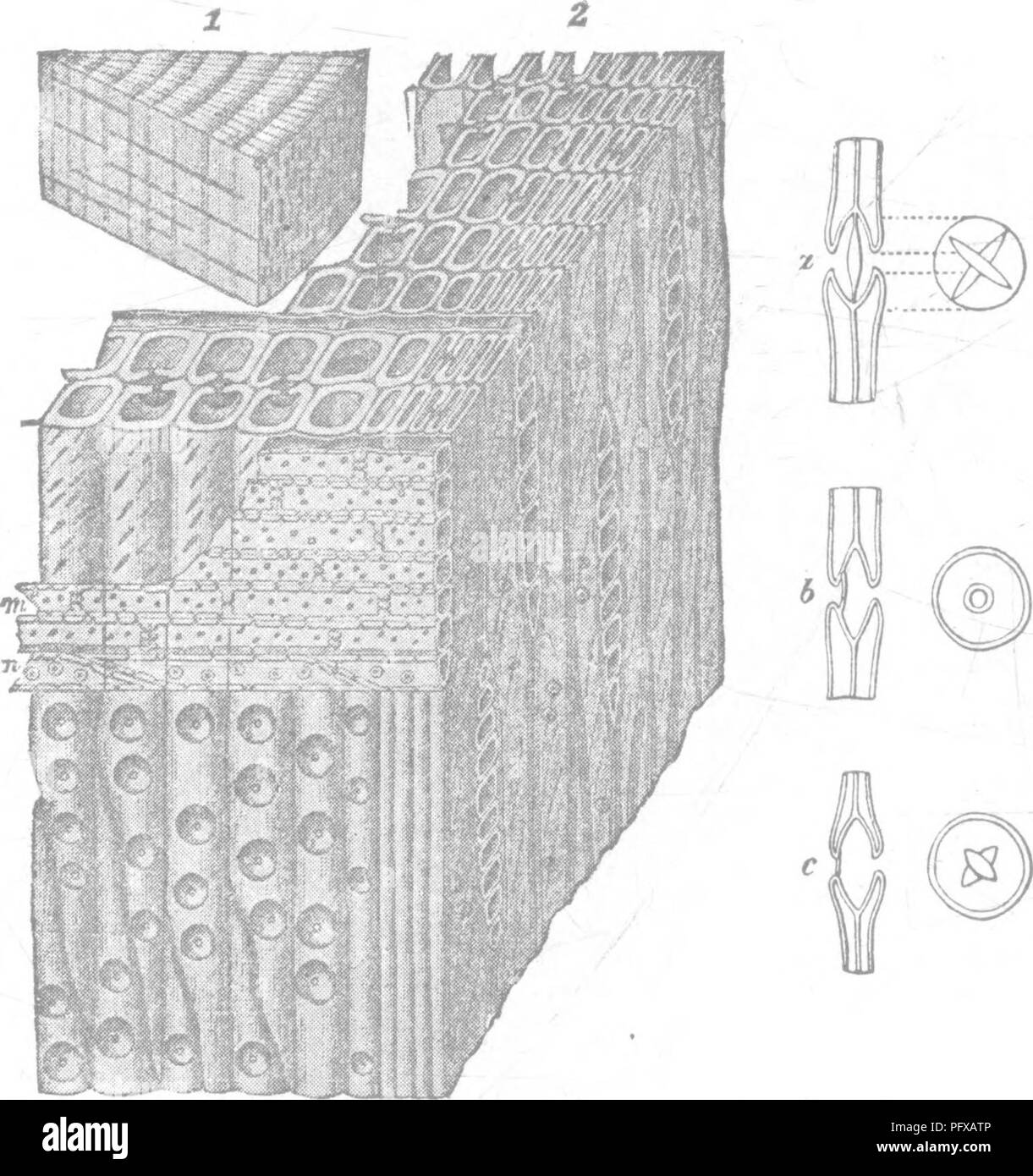 Tracheids hi-res stock photography and images - Alamy