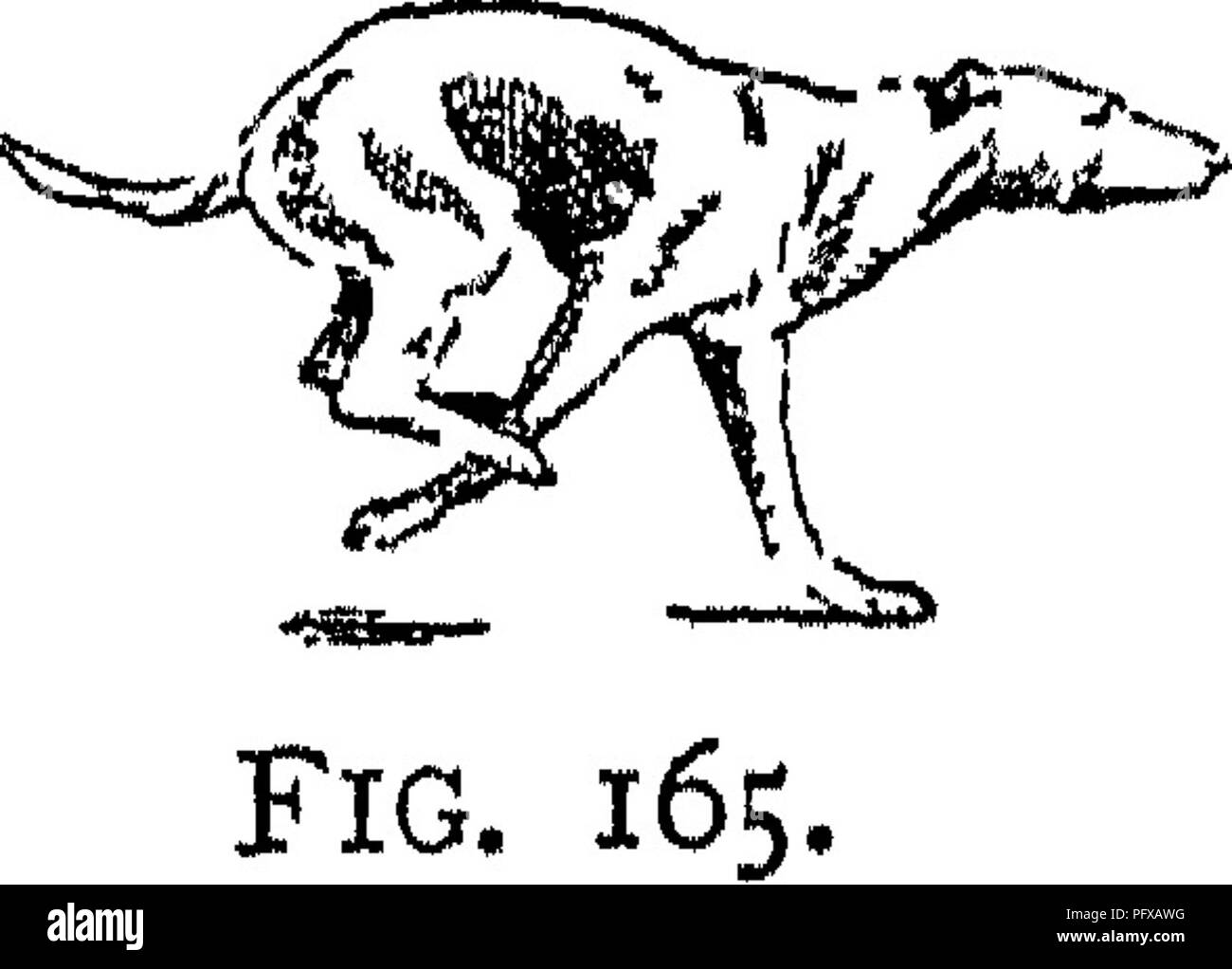 Greyhound leg Black and White Stock Photos & Images - Alamy