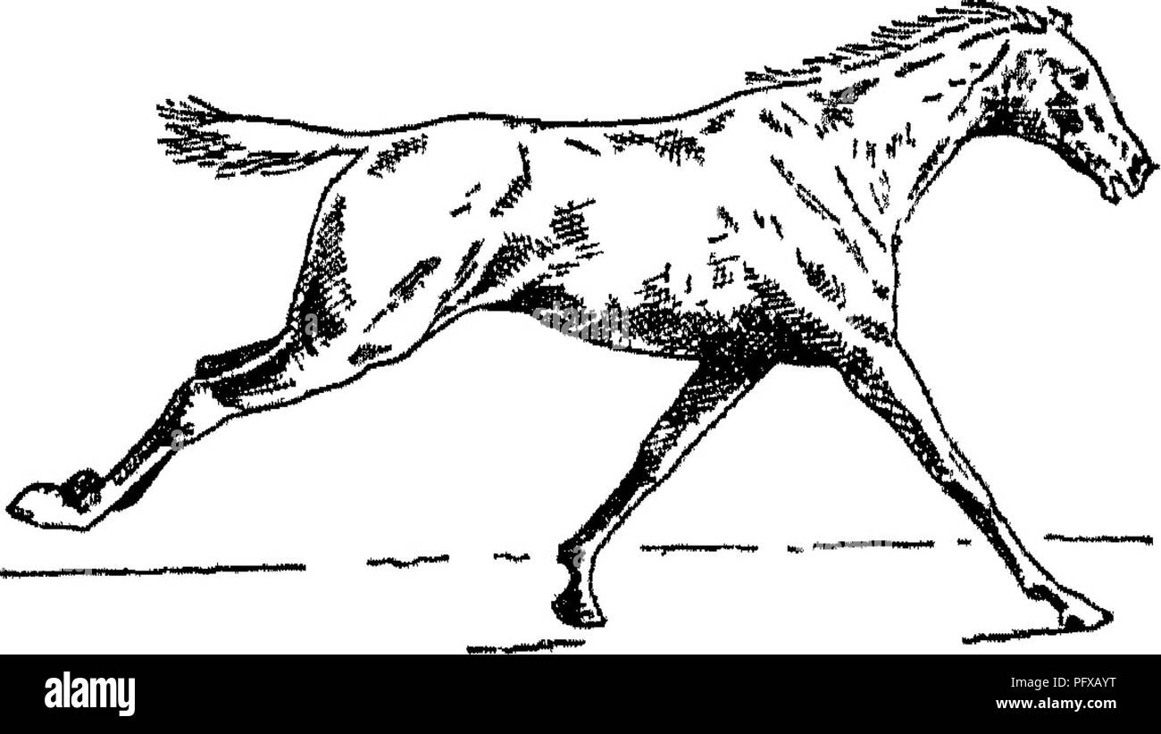 This illustration from M. Horace Hayes' treatise on horses shows a fast ...