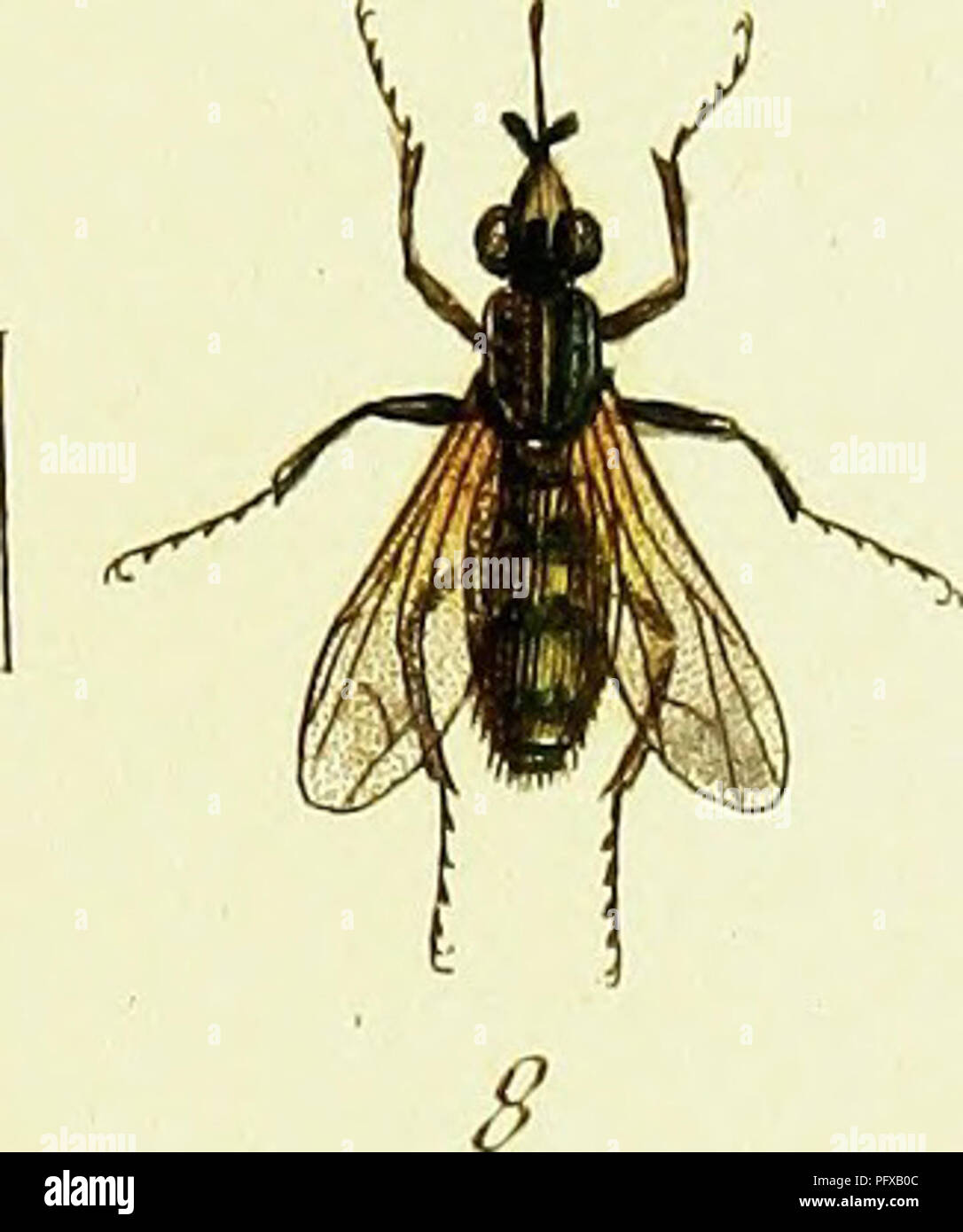 This work describes the classification of crustaceans and insects ...