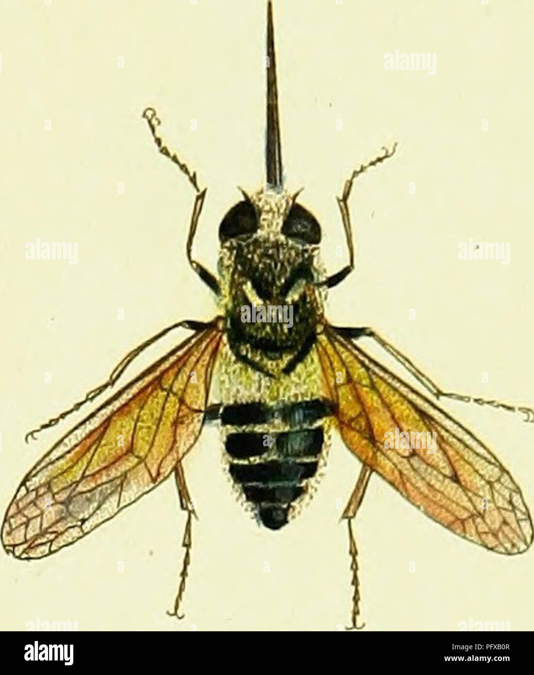 A comprehensive guide to the genera of crustaceans and insects ...