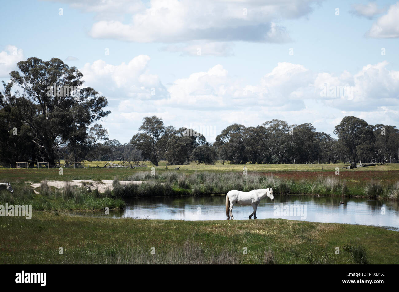 Camarillo horse hi-res stock photography and images - Alamy
