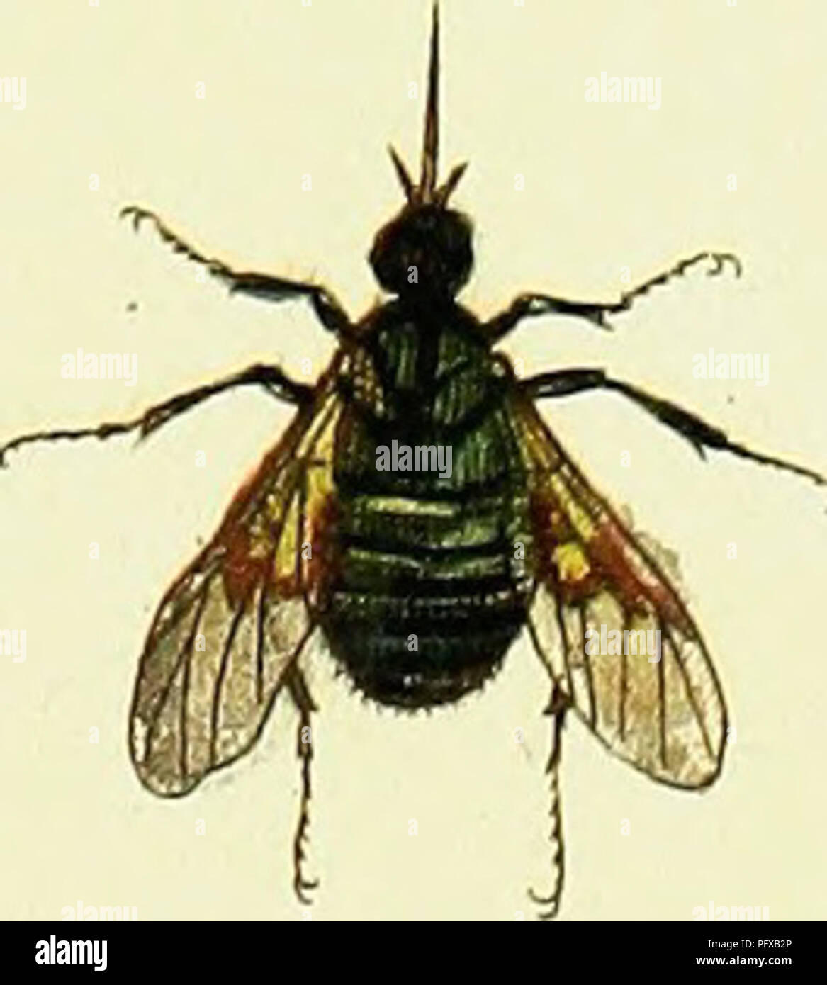 This work outlines the genera of crustaceans and insects, organized ...