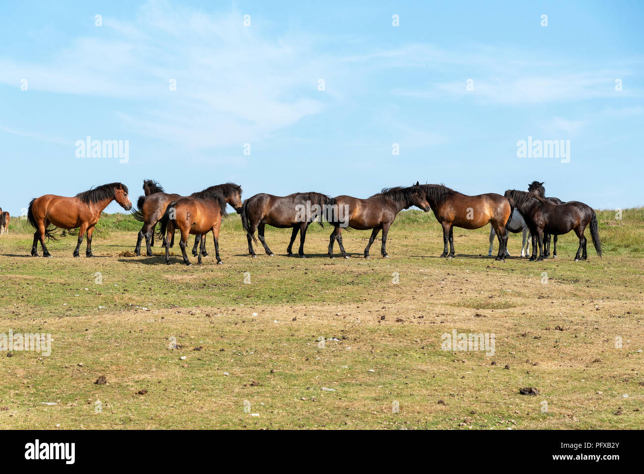 Ponies grazing on Dartmoor, Devon, UK Stock Photo - Alamy