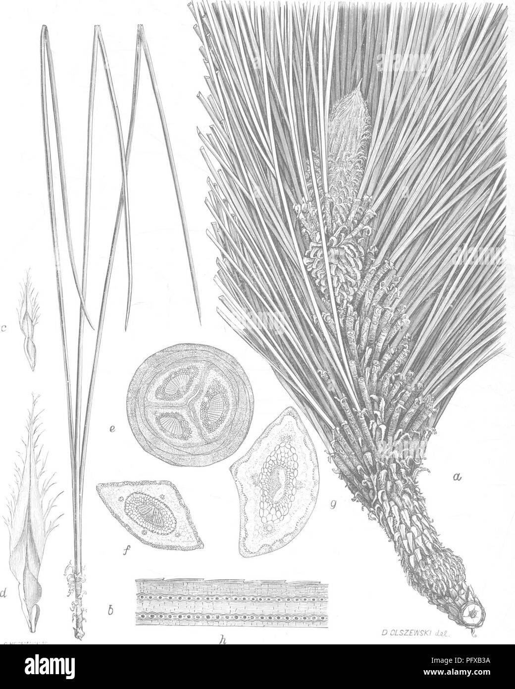 Various aspects of plant anatomy Black and White Stock Photos & Images ...