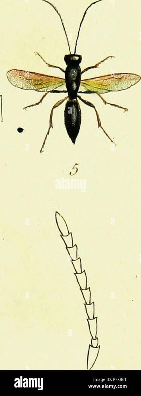 This text details the classification of crustaceans and insects ...