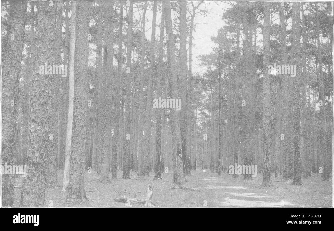 Longleaf pine forest fire Black and White Stock Photos & Images - Alamy
