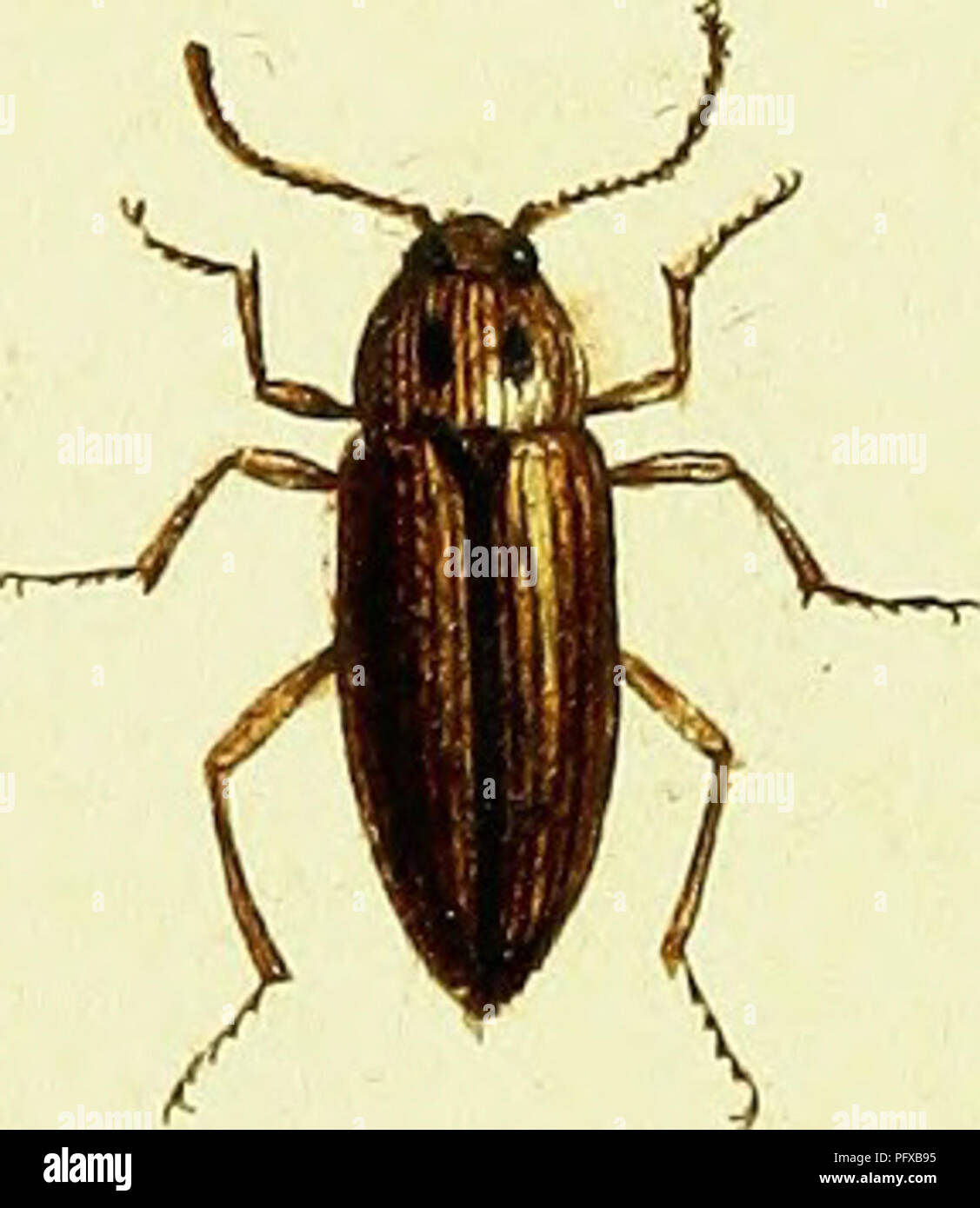 This work presents a classification of crustaceans and insects based on ...