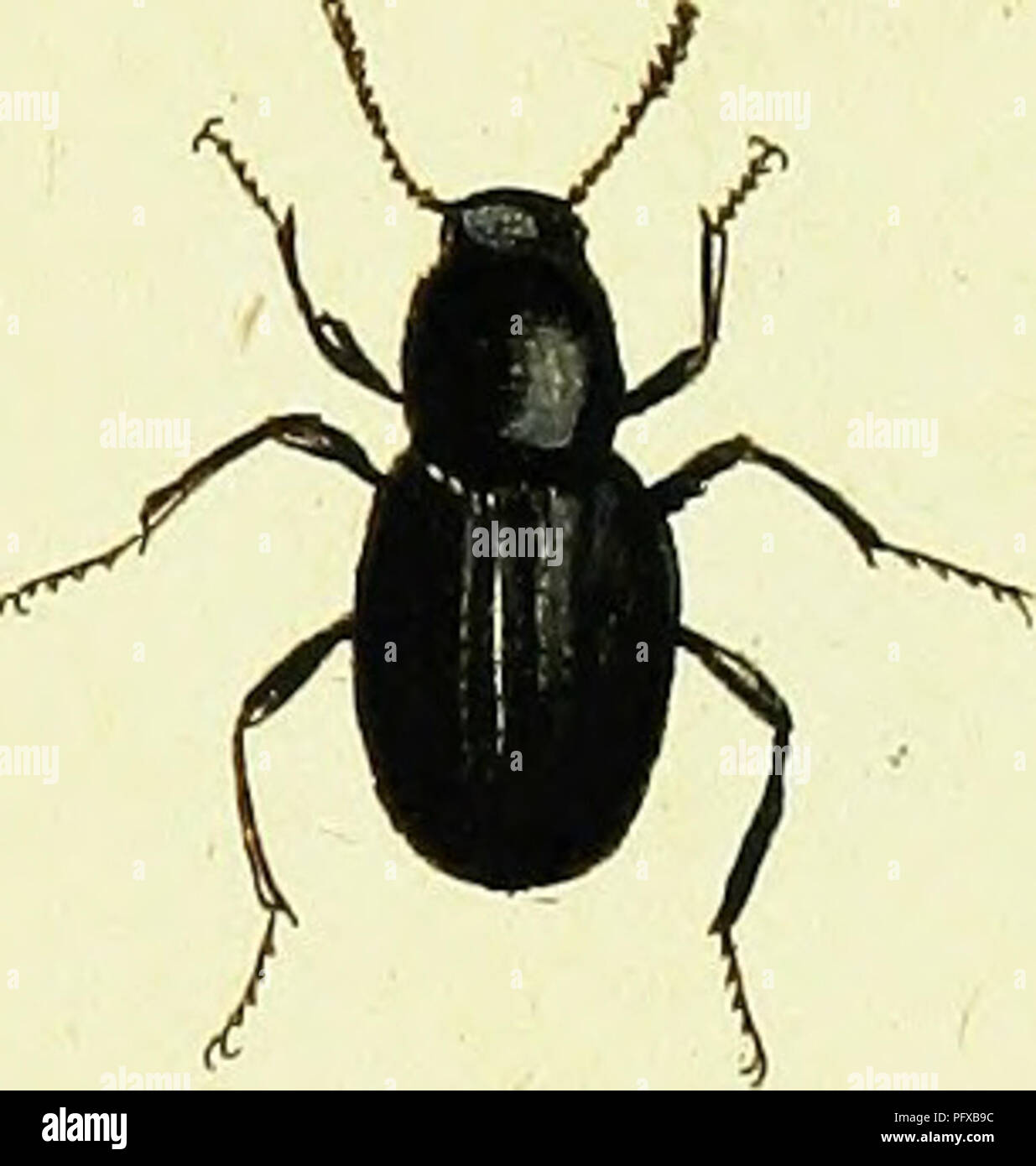 This work systematically classifies crustaceans and insects into ...