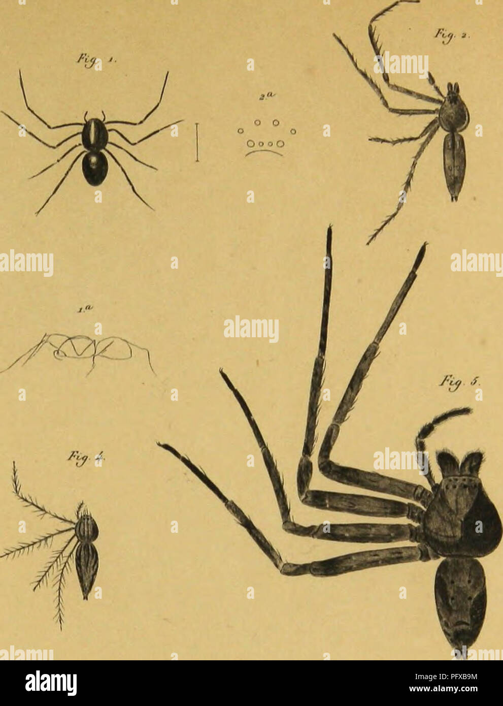 This work contributes to the knowledge of arachnids in the Indonesian ...