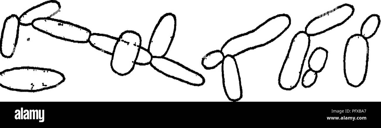 Cryptococcus hi-res stock photography and images - Alamy