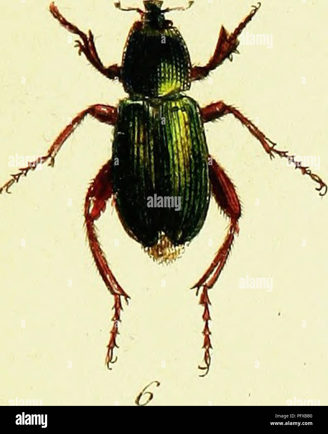 This work categorizes crustaceans and insects into families, providing ...