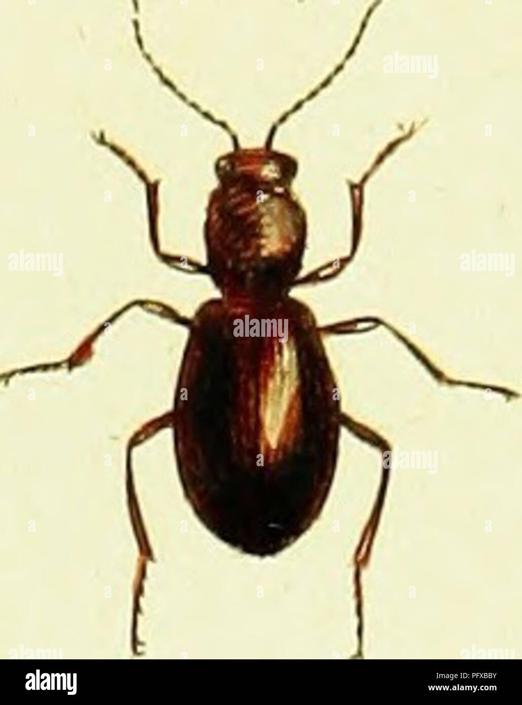 This work provides a comprehensive classification of crustaceans and ...