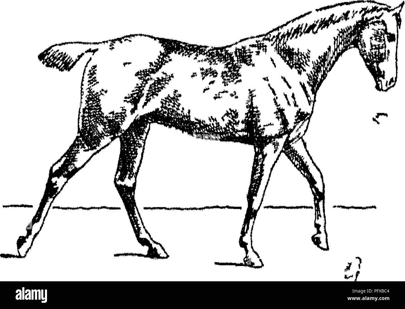 Striding horse Black and White Stock Photos & Images - Alamy