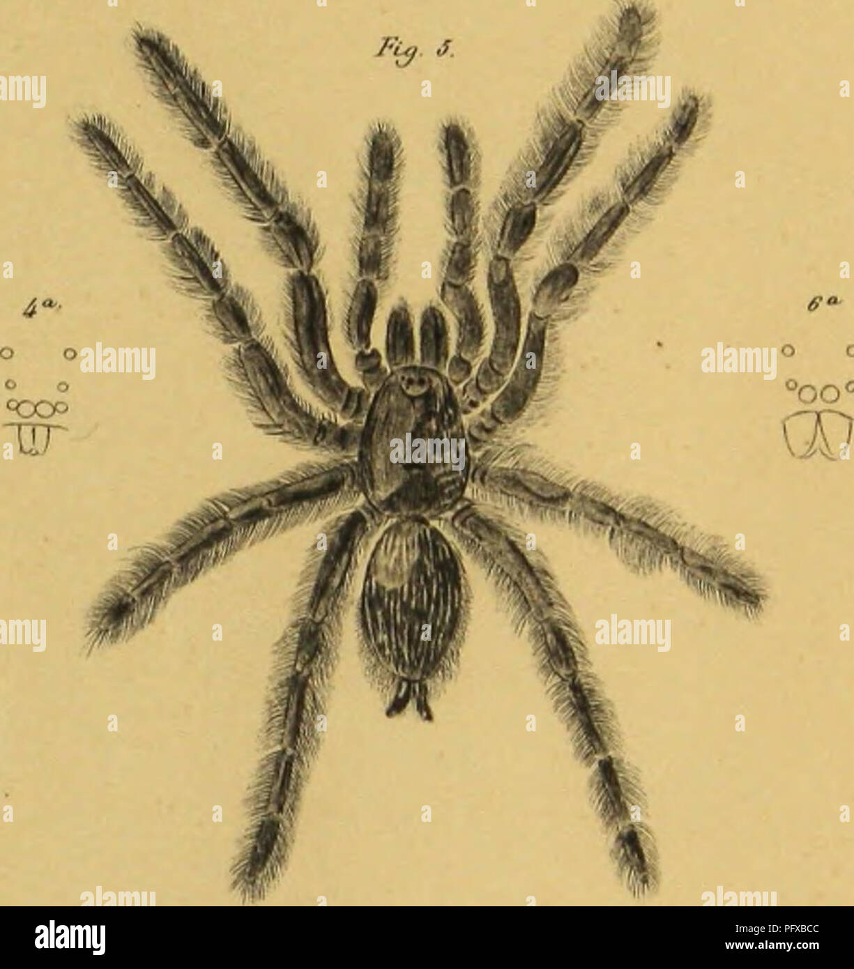 A study of arachnid species from the Indian Archipelago, detailing ...