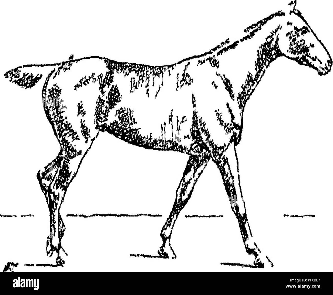 Illustration from a work discussing horse conformation, showing the ...