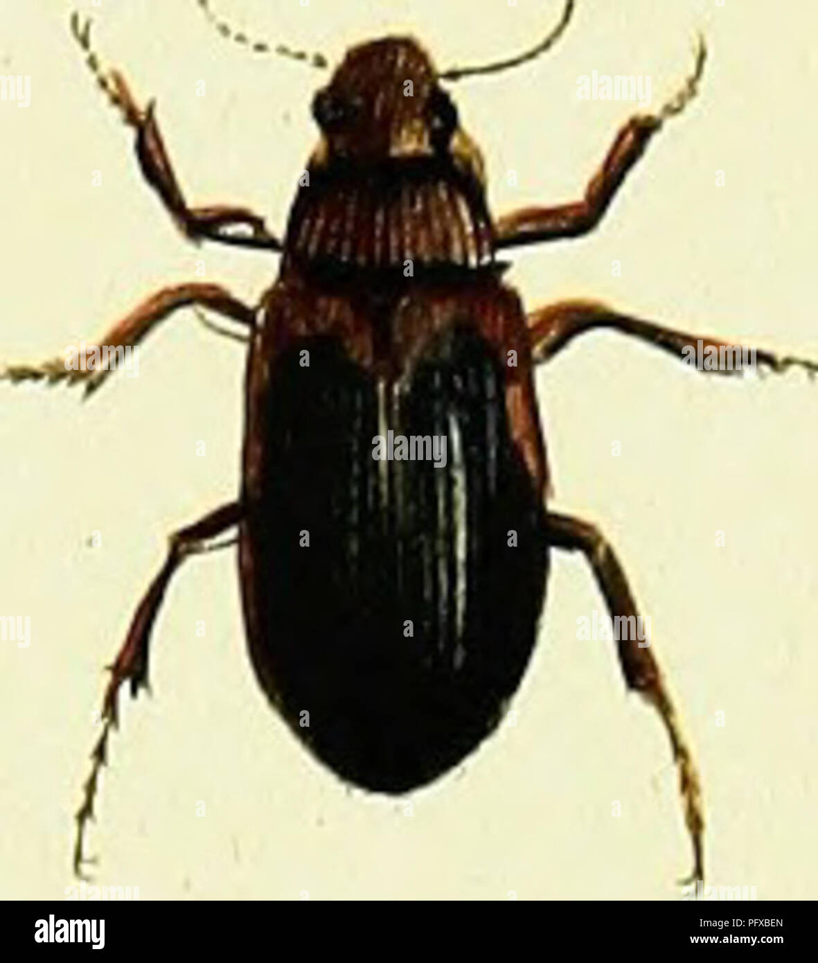 This publication classifies crustaceans and insects according to their ...