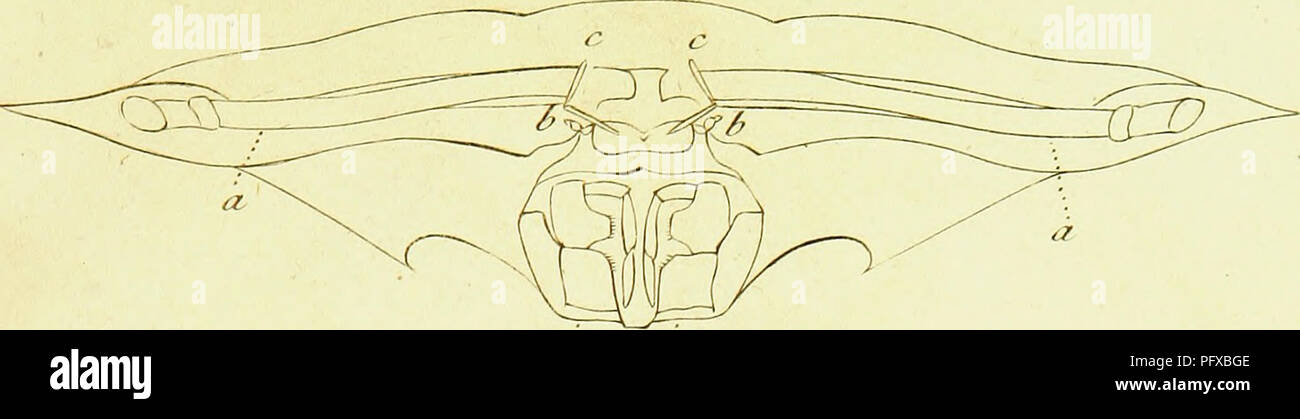 A systematic work on the classification of crustaceans and insects ...