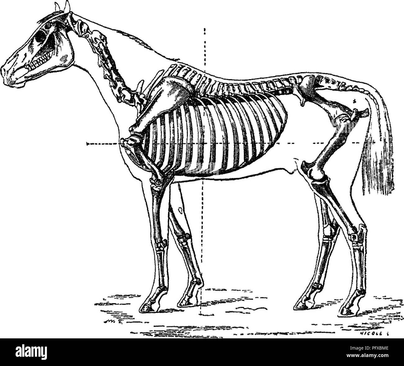 A comprehensive treatise on horse conformation, movement, and evolution ...