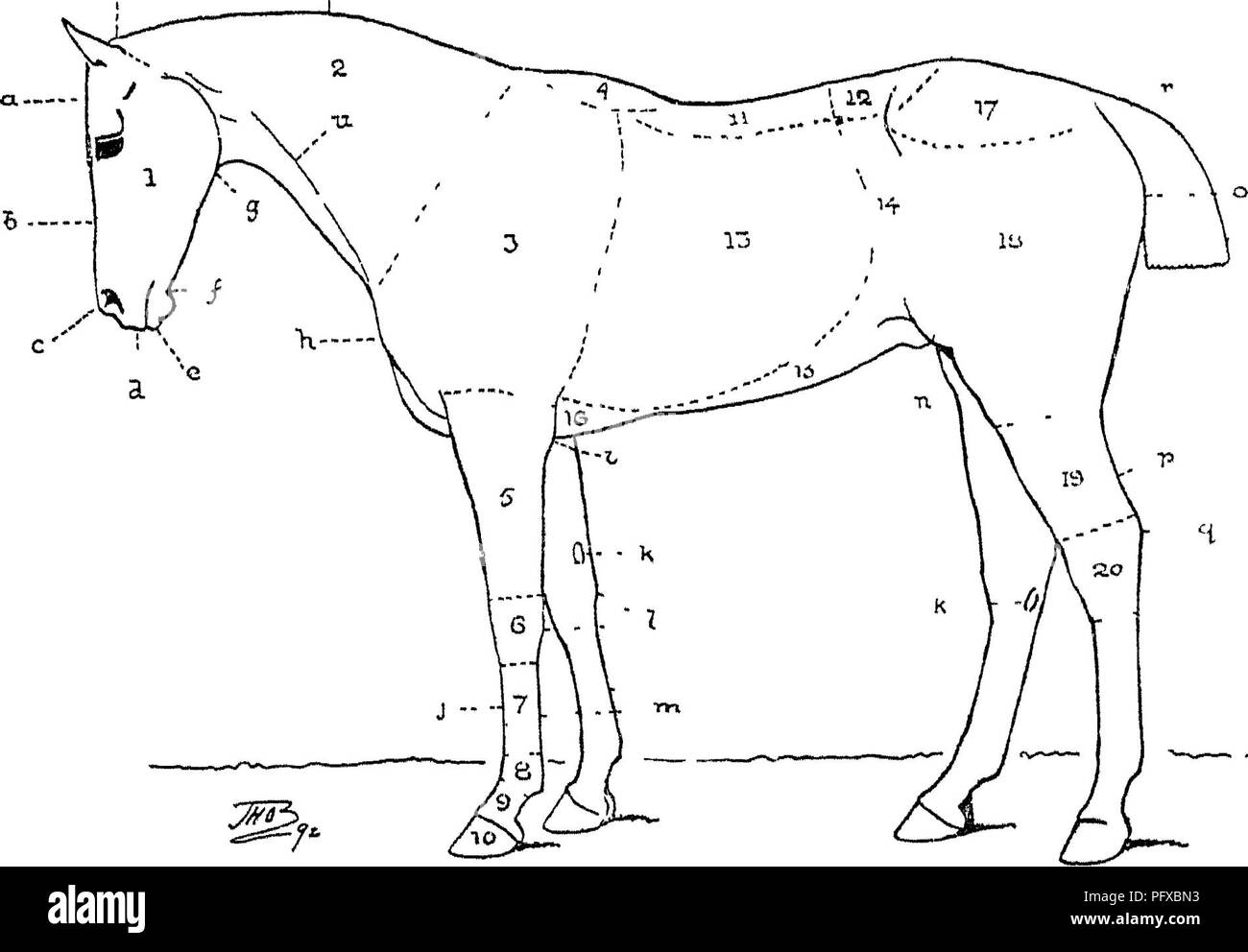 This treatise focuses on the anatomy and physical characteristics of ...