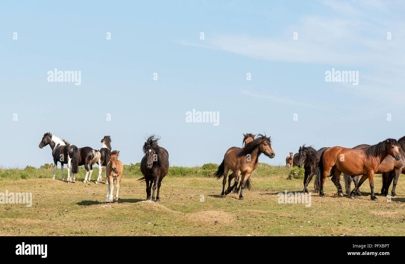 Ponies grazing on Dartmoor, Devon, UK Stock Photo - Alamy