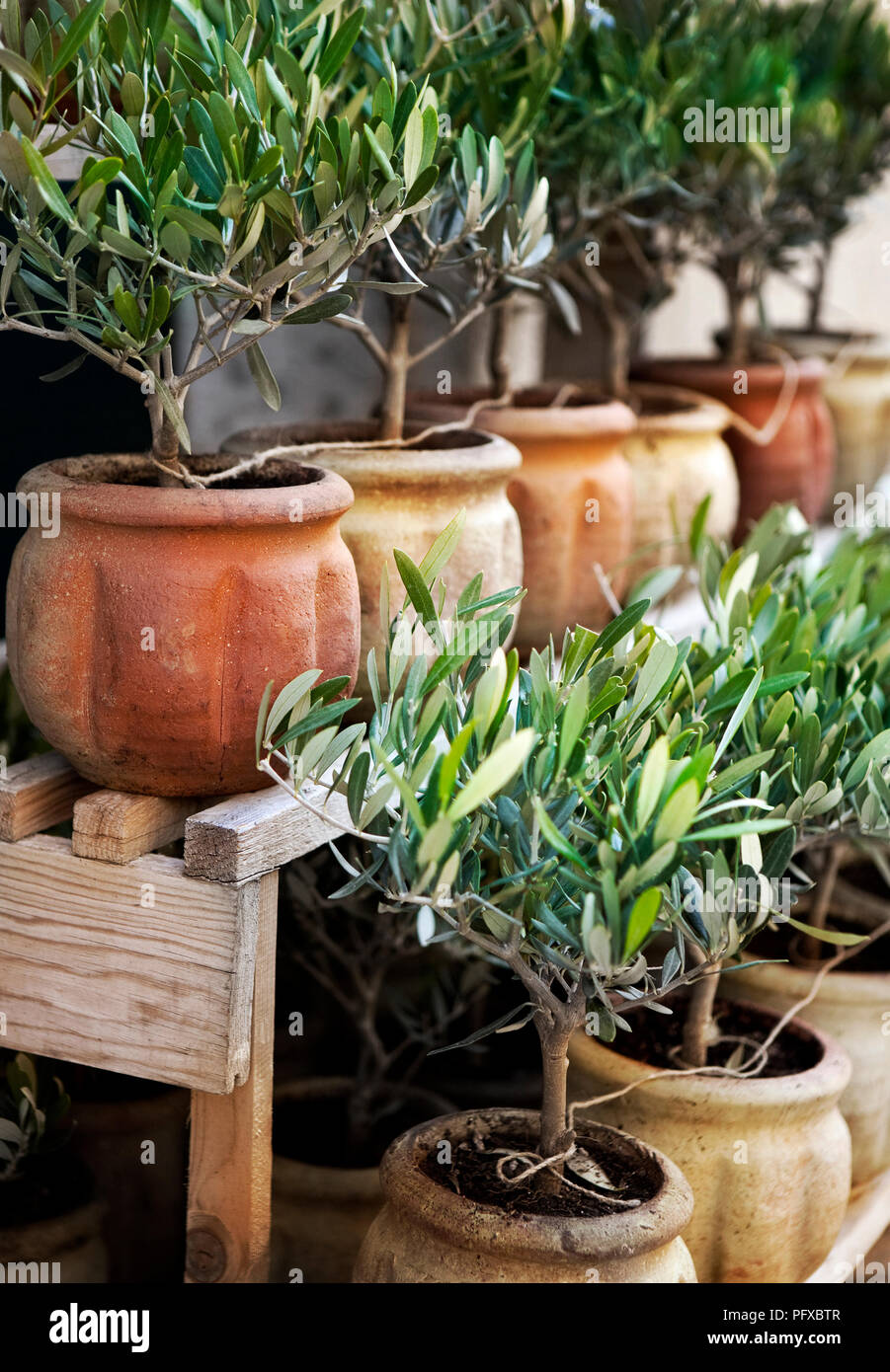 Olive tree on a terrace hi-res stock photography and images - Alamy