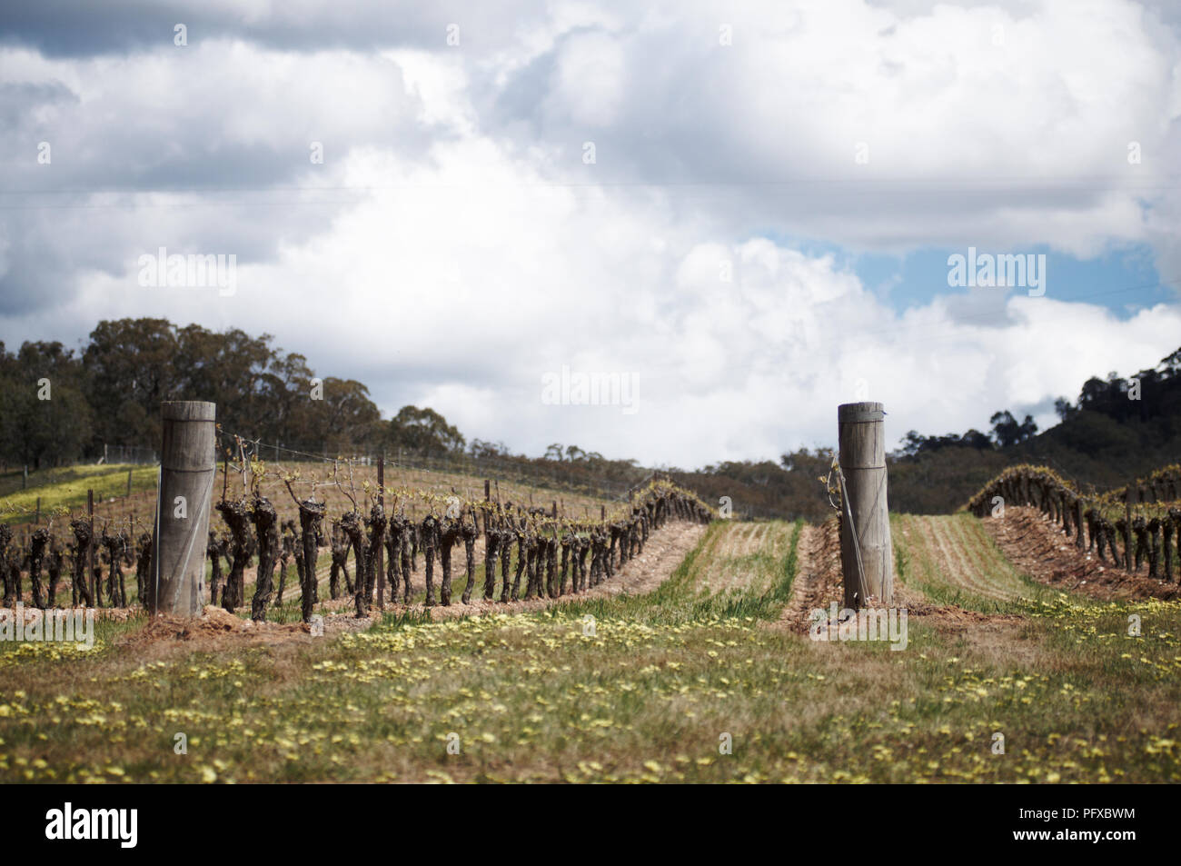 Victoria wine country hi-res stock photography and images - Alamy
