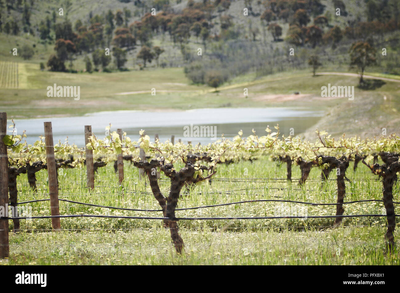 Vine in a vineyard in the Pyrenees of Victoria, Australia Stock Photo ...