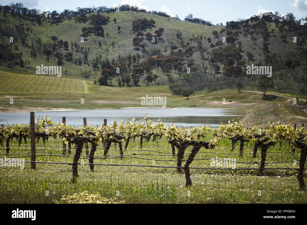 Vine in a vineyard in the Pyrenees of Victoria, Australia Stock Photo ...