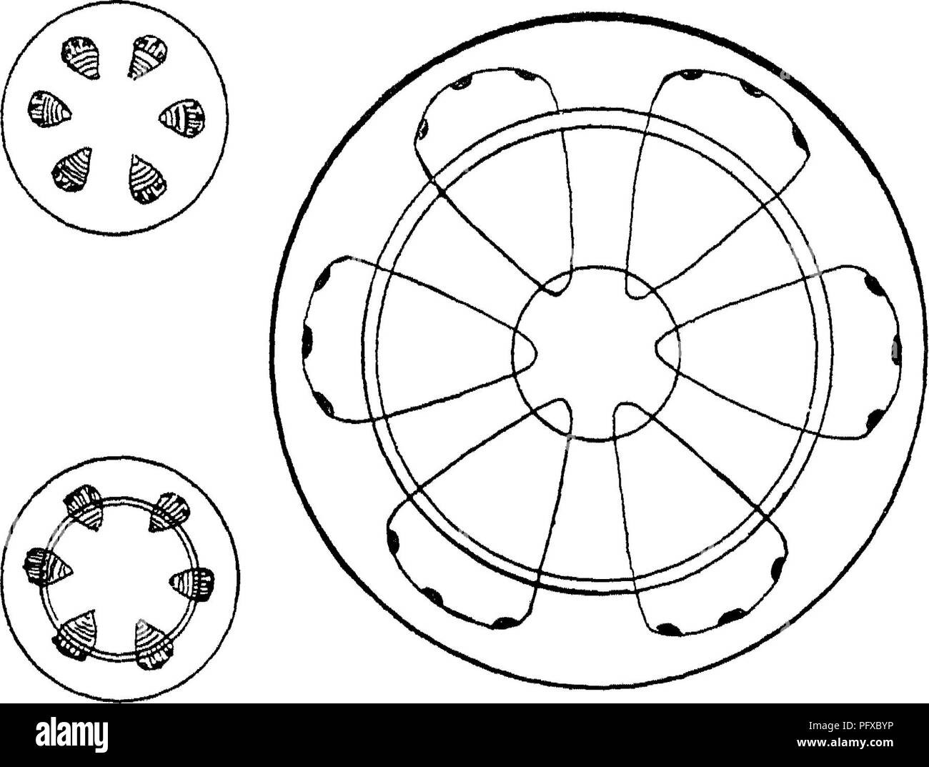 This image provides a detailed overview of the cambium layer in ...