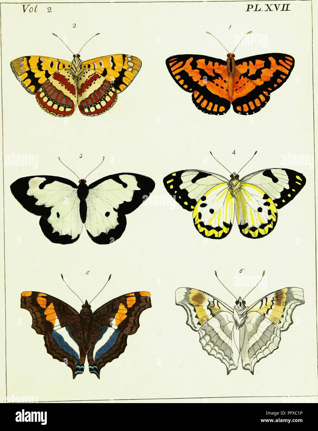 This work features over 240 detailed illustrations of exotic insects ...