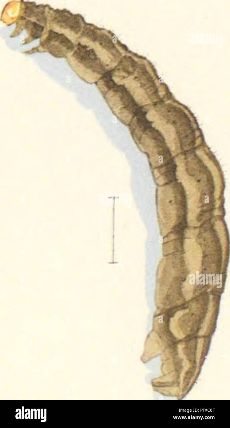 This image shows a detailed study of *Eupithecia*, a genus of moths ...